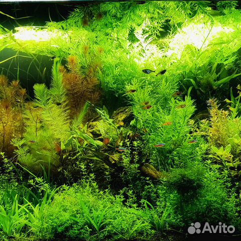 Свежая прополка аквариумных растений