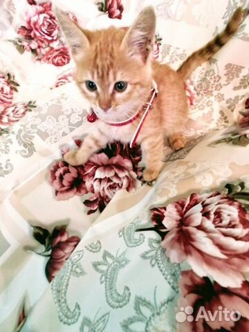 Отдам котёнка в добрые и заботливые руки