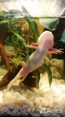 Аксолотль / амбистома /саламандра