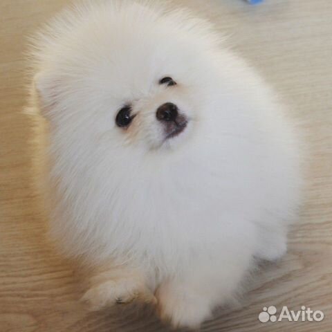 Шпицепарень