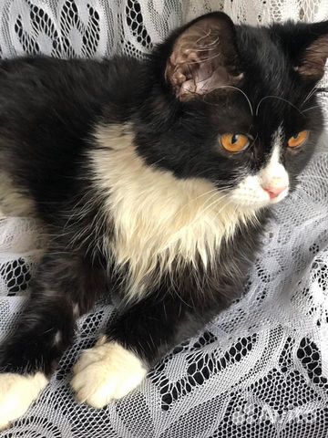 В добрые руки