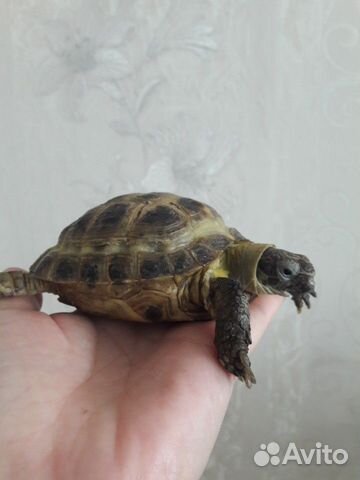 Черепаха