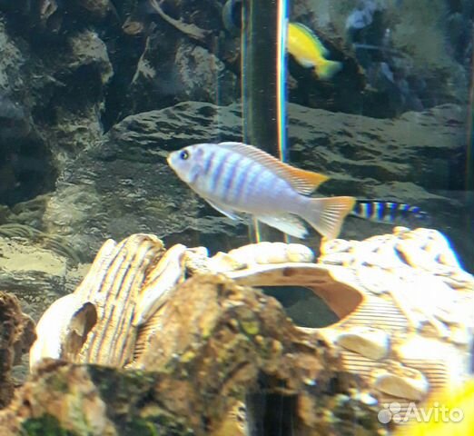 Цихлиды озера Малави