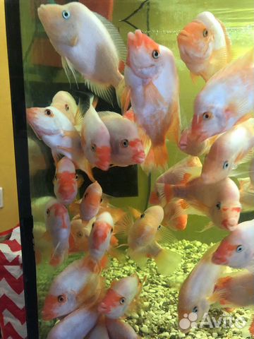 Рыба цихлозома лабиатум