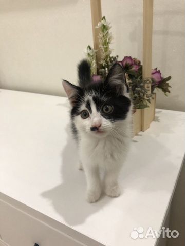 Котёнок в добрые руки