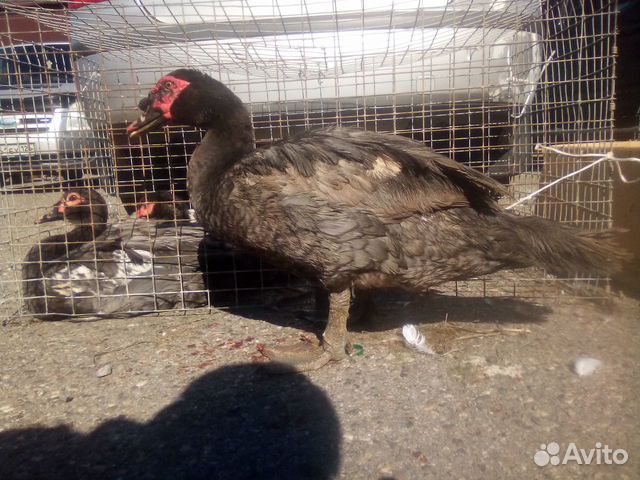 Голубой фаворит (индоутки)