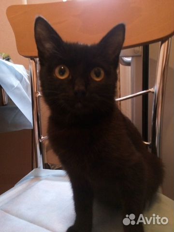 Леди Катюша 4 мес