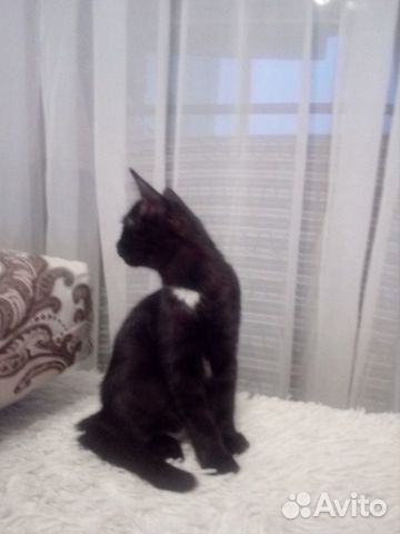 Очень няшные котята