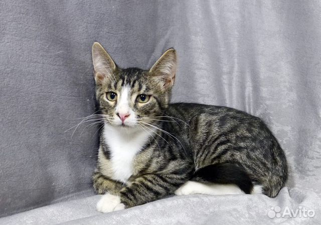 Котенок в надежные руки