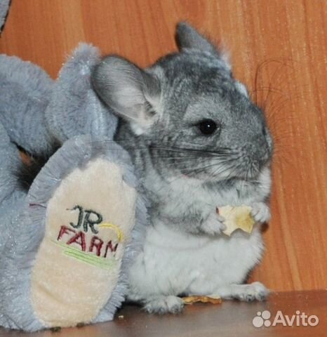 Шиншилла стандарт самец 3 мес