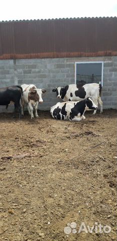 Продажа коров