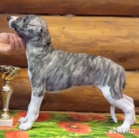 Щенок уиппета с отличной родословной