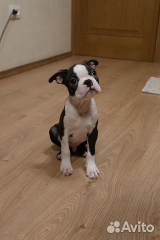 Щенки бостон терьера