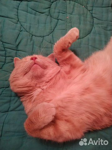 Персиковый котик ищет дом