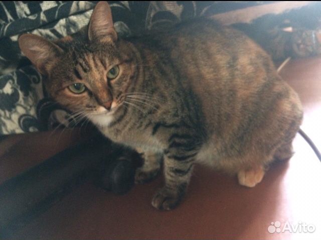 Кошка Лаки в добрые руки