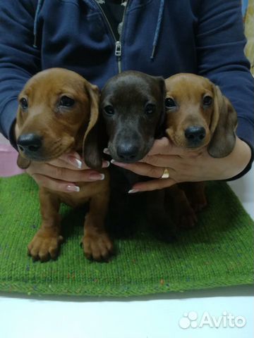 Мини Таксята