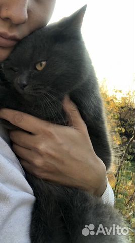 Котенок, девочка, британка