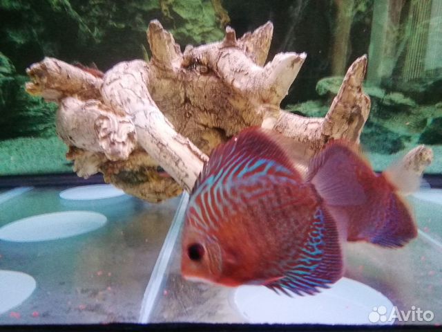 Дискусы красный туркис и змеиная кожа