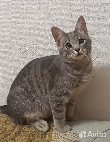 Котенок Элис в добрые руки