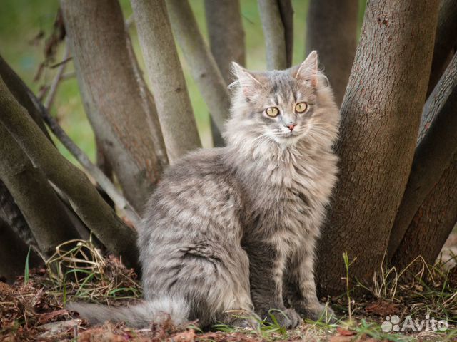 Маленькая кошечка Пушишка