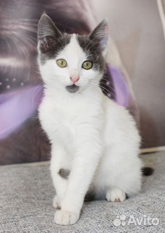 Милая кошечка