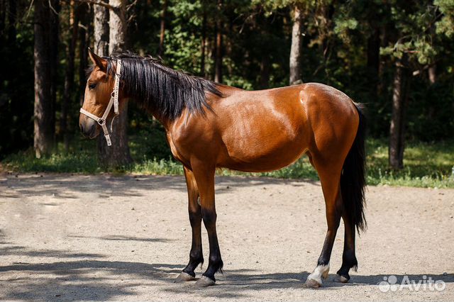 Кобыла чп Орловский рысак