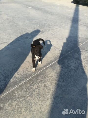 В добрые руки Бони и Клайд