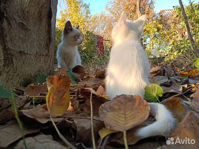 Котята ангорские
