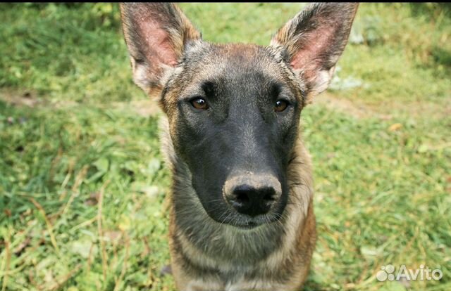 Умнейшая Овчарка/Маленуа в поиске лучшей семьи