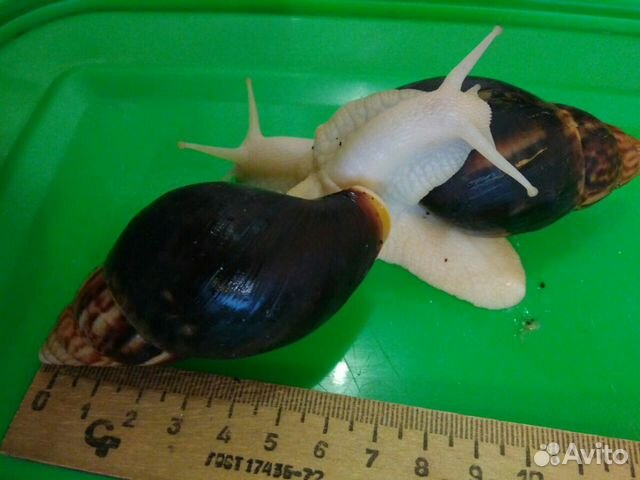 Ахатина альбио улитка. Детки