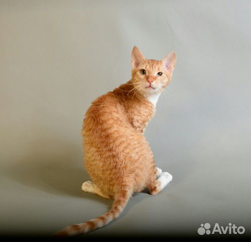 Кудрявая нежная кошечка