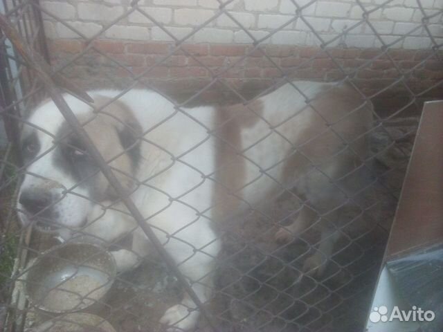 Продаю азиата,5 лет