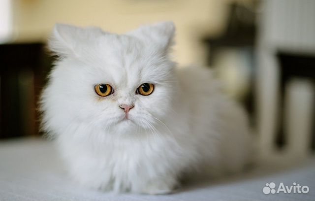 Отдаю в дар кошечку Белль