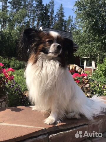 Папильон, мальчик, 5 лет. Отдадим только в очень х