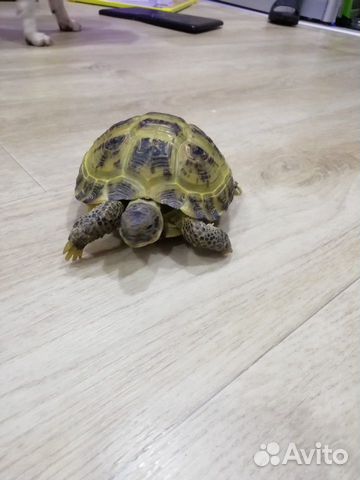 Сухопутная черепаха