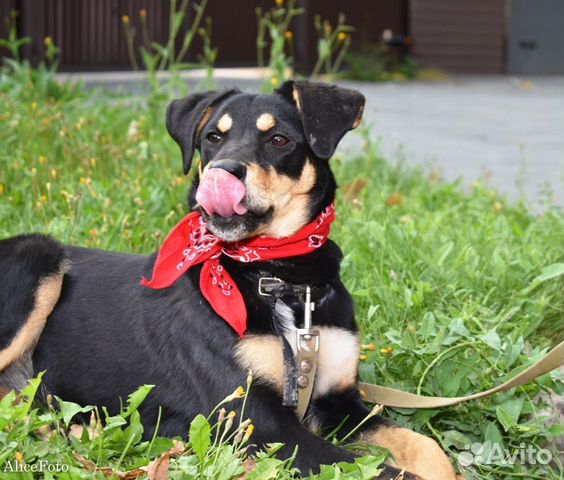 Отдам собаку