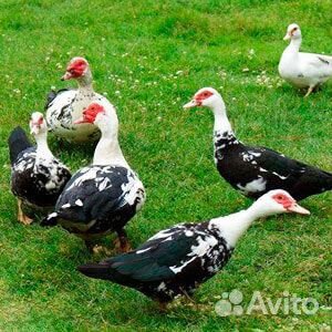 Индоутки (шептуны)