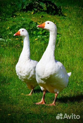 Гуси,Индоутки,мясо Свинина