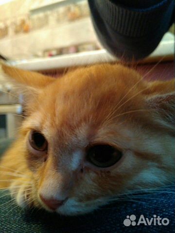 Котенок