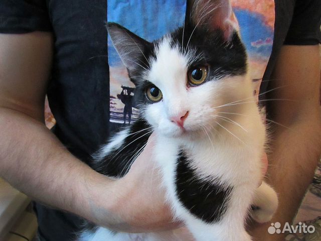 Котенок- антидепрессант)