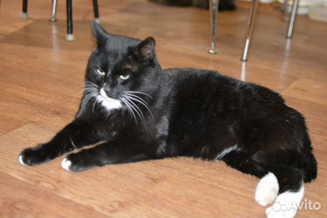 Красавец Васька, отдам в добрые руки