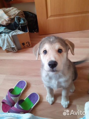 Отдам в добрые руки