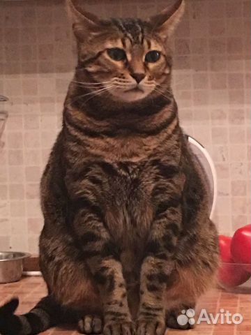 Отдам в надежные руки кота породы Серенгети