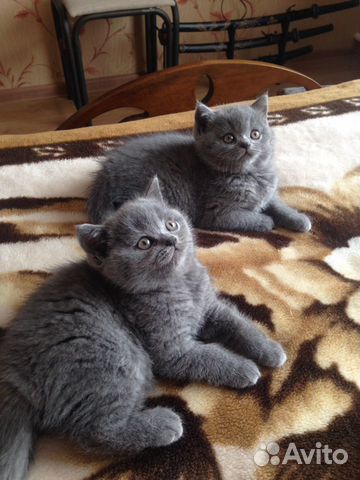 Шотландские