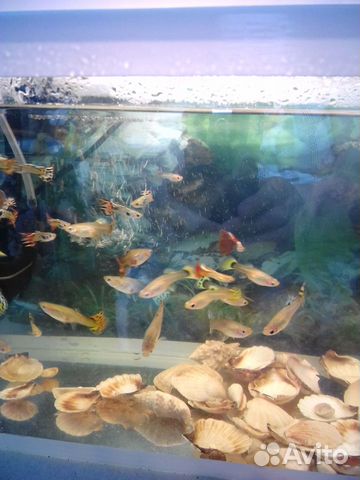 Рыбки гуппи, меченосцы