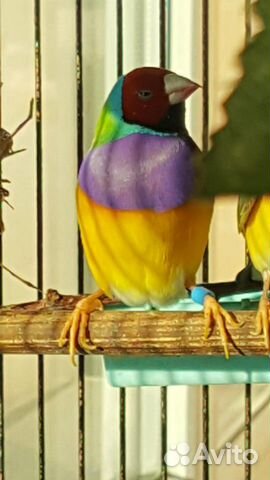 Амадины Гульда.Самцы и самочки (черн.голоаые,желто