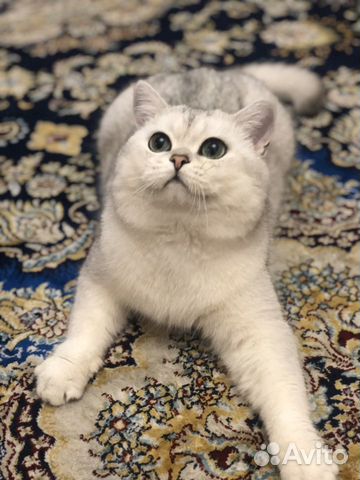 Продаётся котик