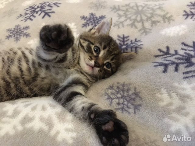 Котик полусибиряк