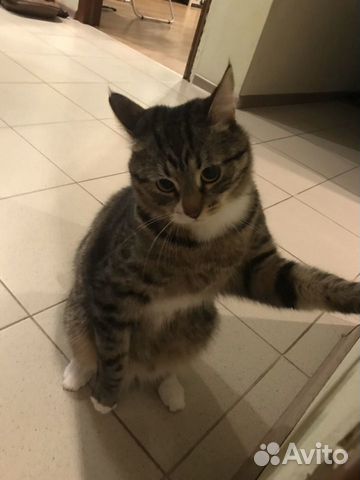 Кот Лаки