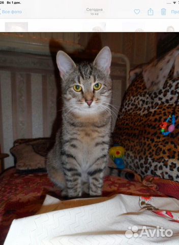 Котята «Ласковые Тигрята» в дар в добрые руки